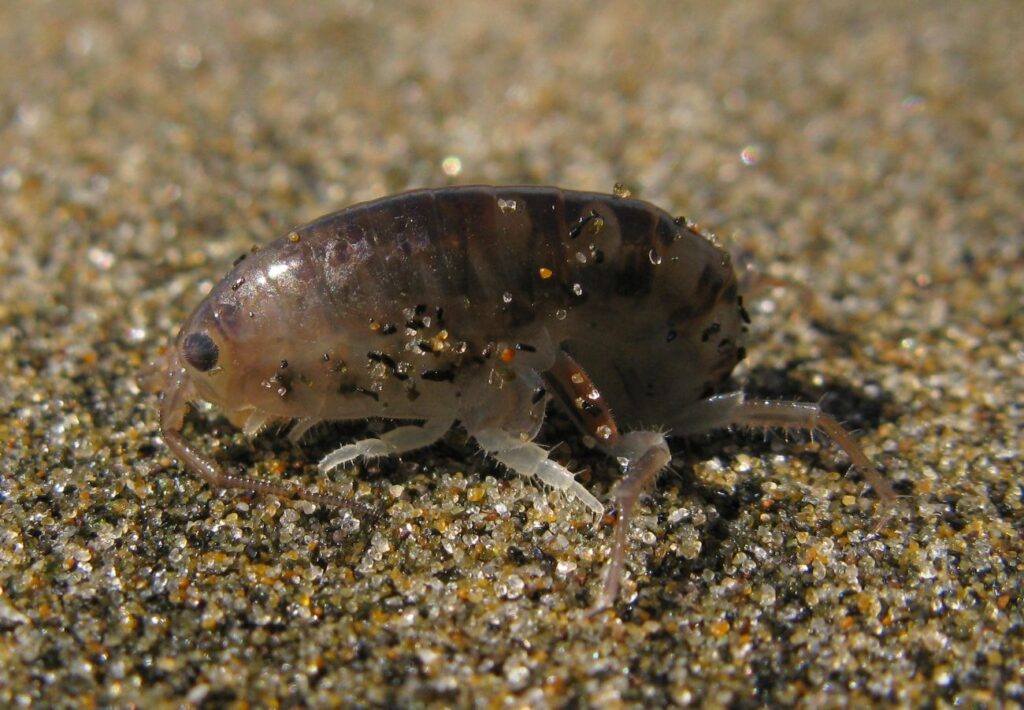 Sand Flea Bites: How To Identify, Treat & Prevent Them