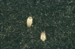 What Are Those Tiny White Bugs In Your House?