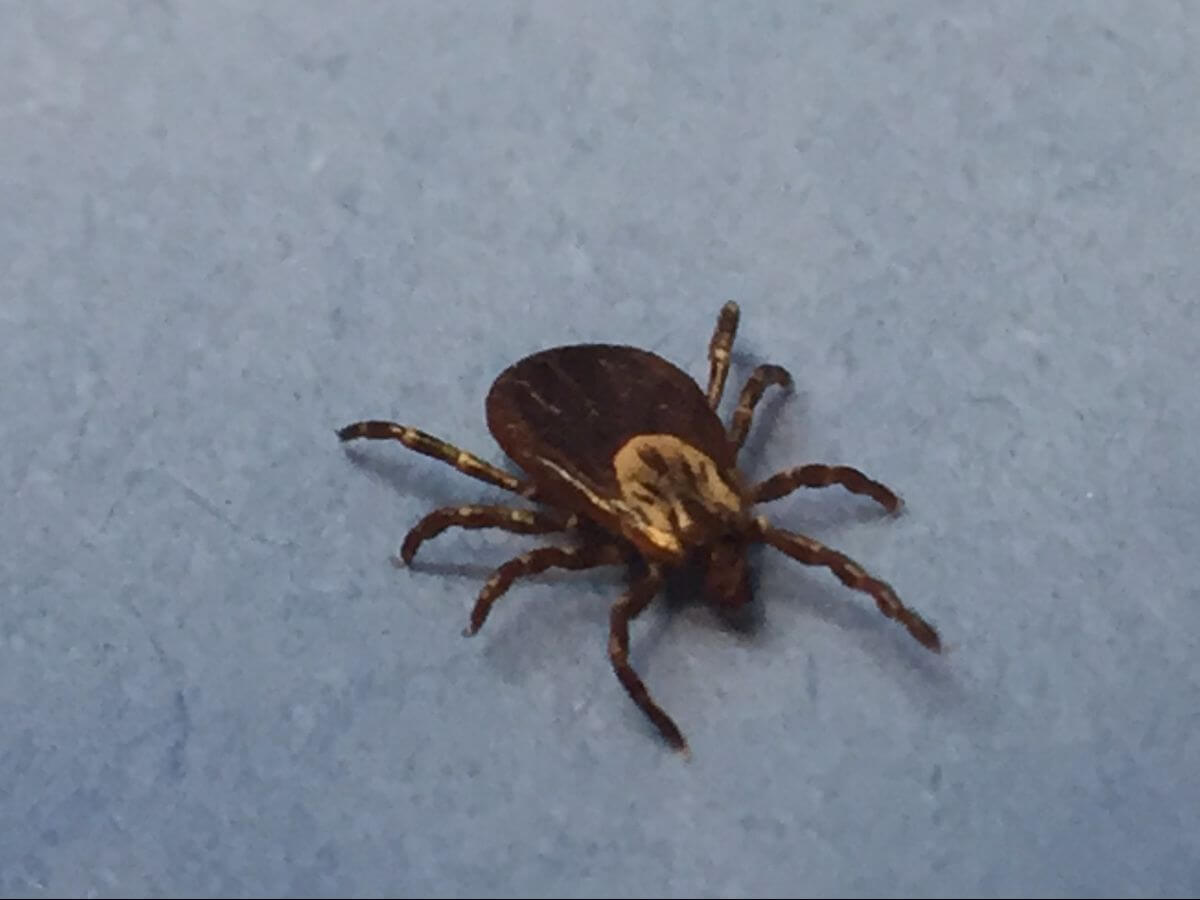 What Does A Tick Look Like? Size, Color & Shape Guide