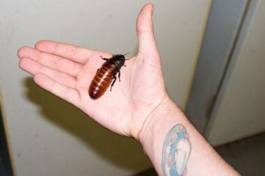 Can Cockroaches Fly? The Complete Guide To Flying Roaches