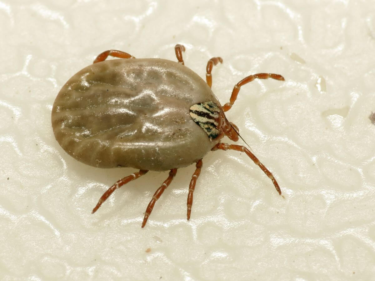 What Does A Tick Look Like? Size, Color & Shape Guide