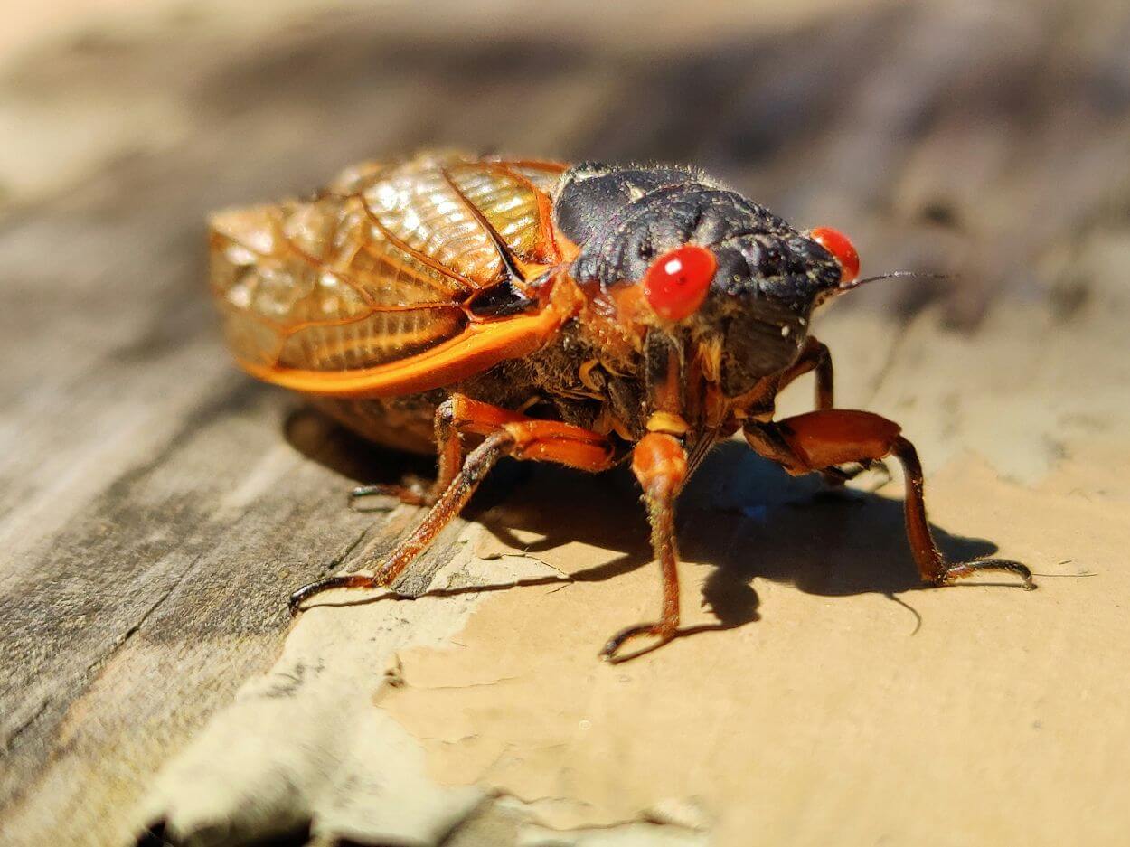 How Do Cicadas Make Noise? The Fascinating Process