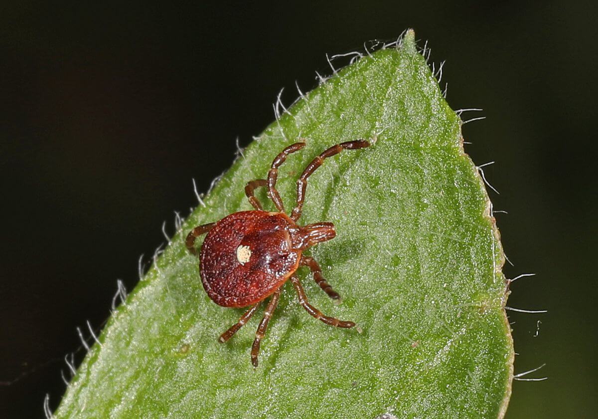 What Does A Tick Look Like? Size, Color & Shape Guide