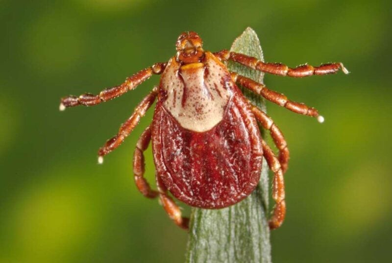 What Does A Tick Look Like? Size, Color & Shape Guide