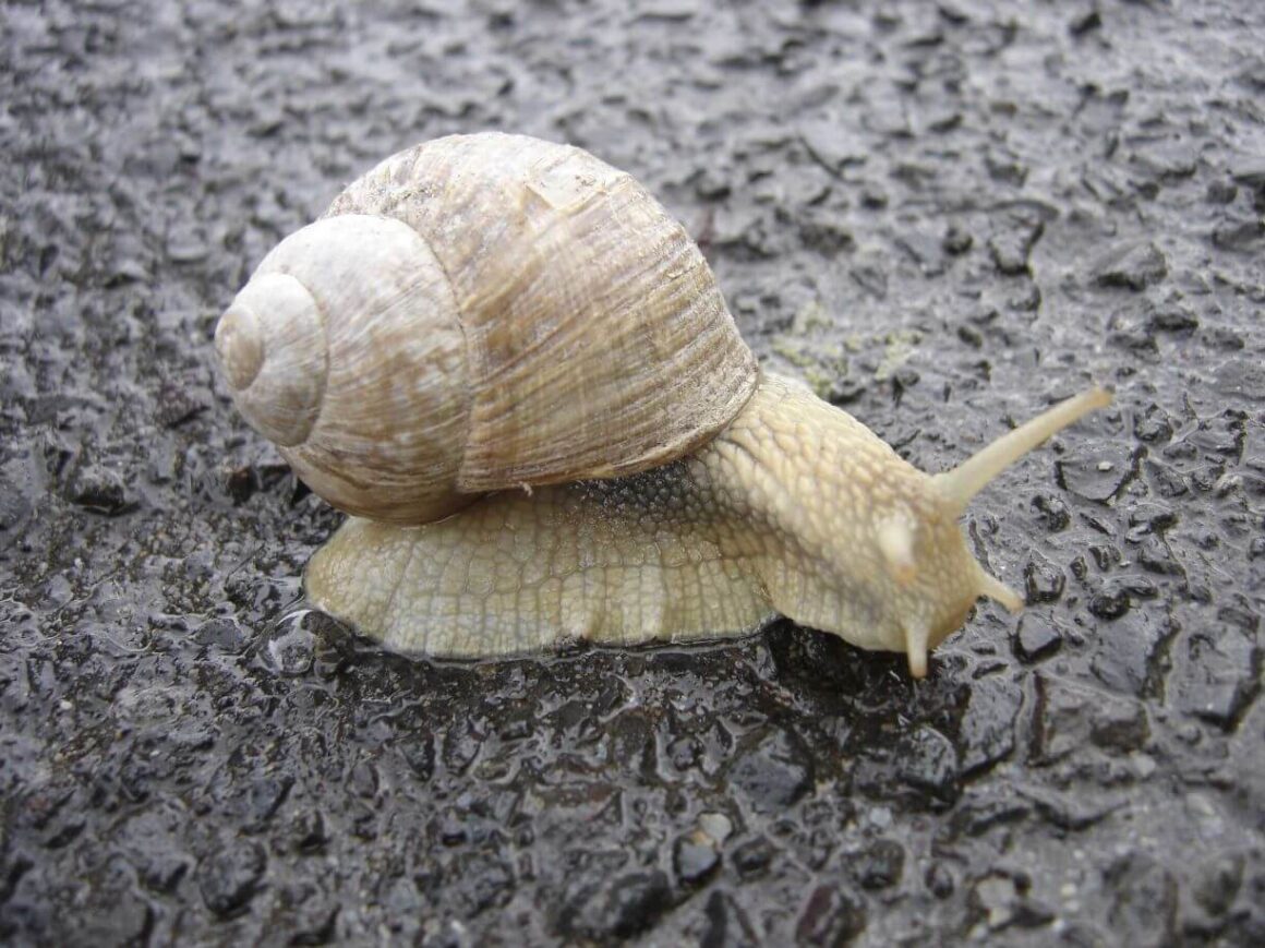 What Do Snails Eat? Complete Guide To Their Diet