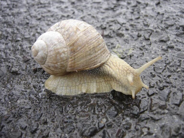 What Do Snails Eat? Complete Guide To Their Diet