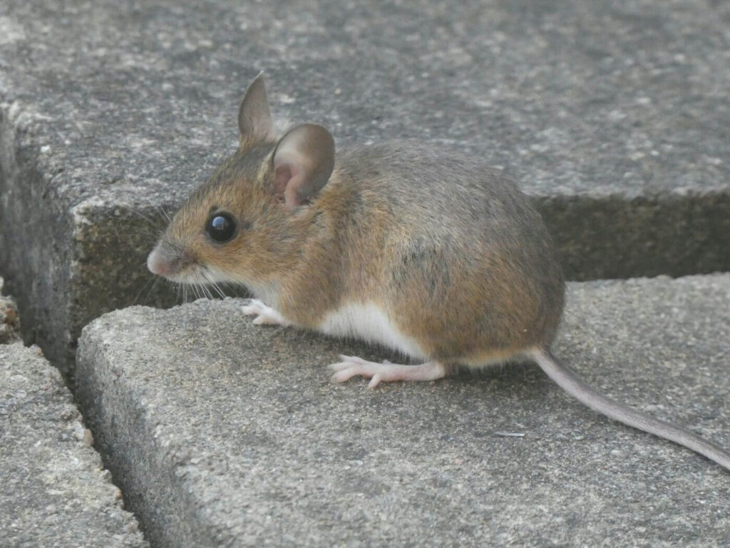 Mouse Life Cycle And Gestation Period: What To Know