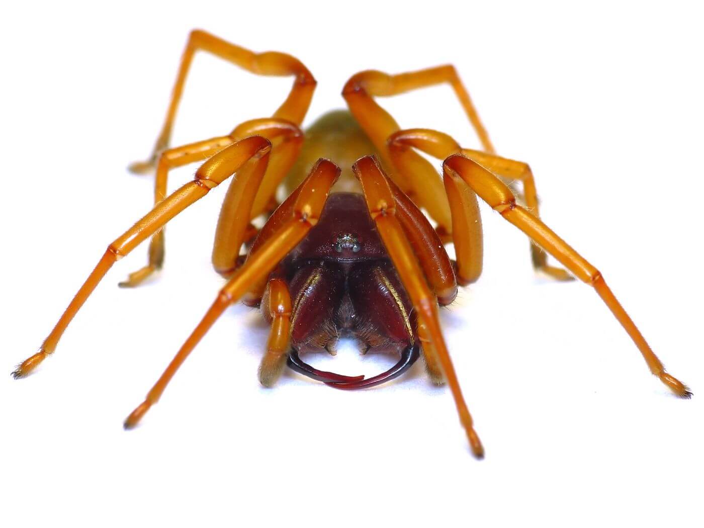 Are Woodlouse Spiders Venomous? The Complete Answer