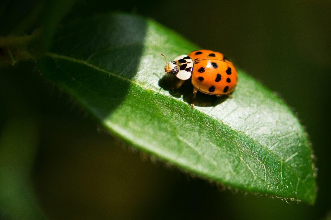 Do Ladybugs Bite? The Surprising Answer…