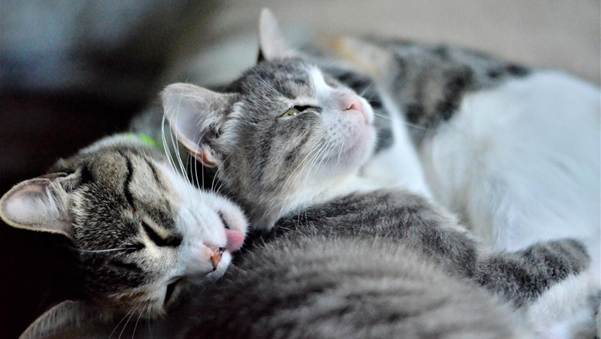 Why Do Cats Groom Each Other? Bonding, Stress, and Hierarchy