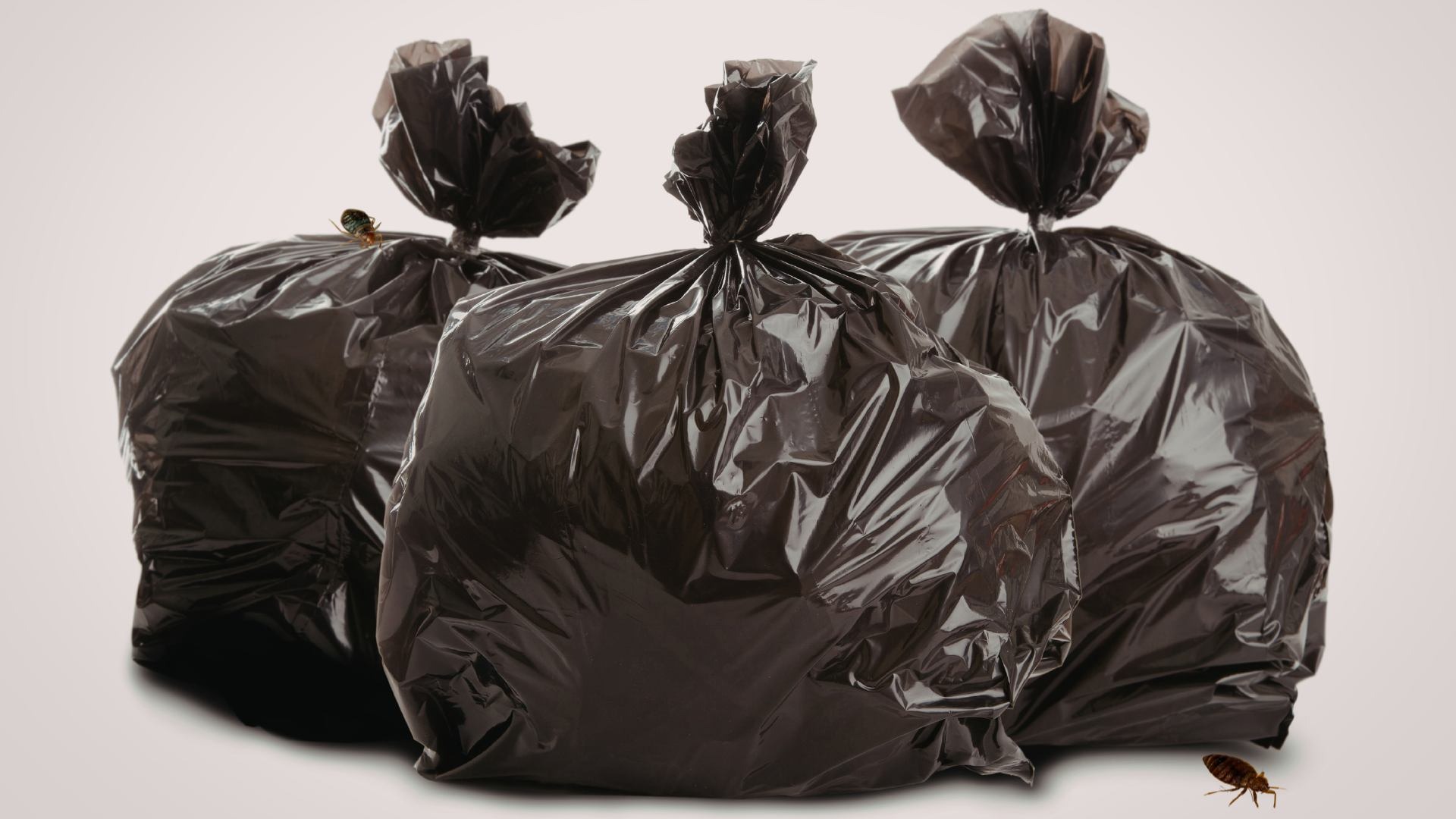 How Long Can Bed Bugs Live in a Trash Bag? Real Timeframes