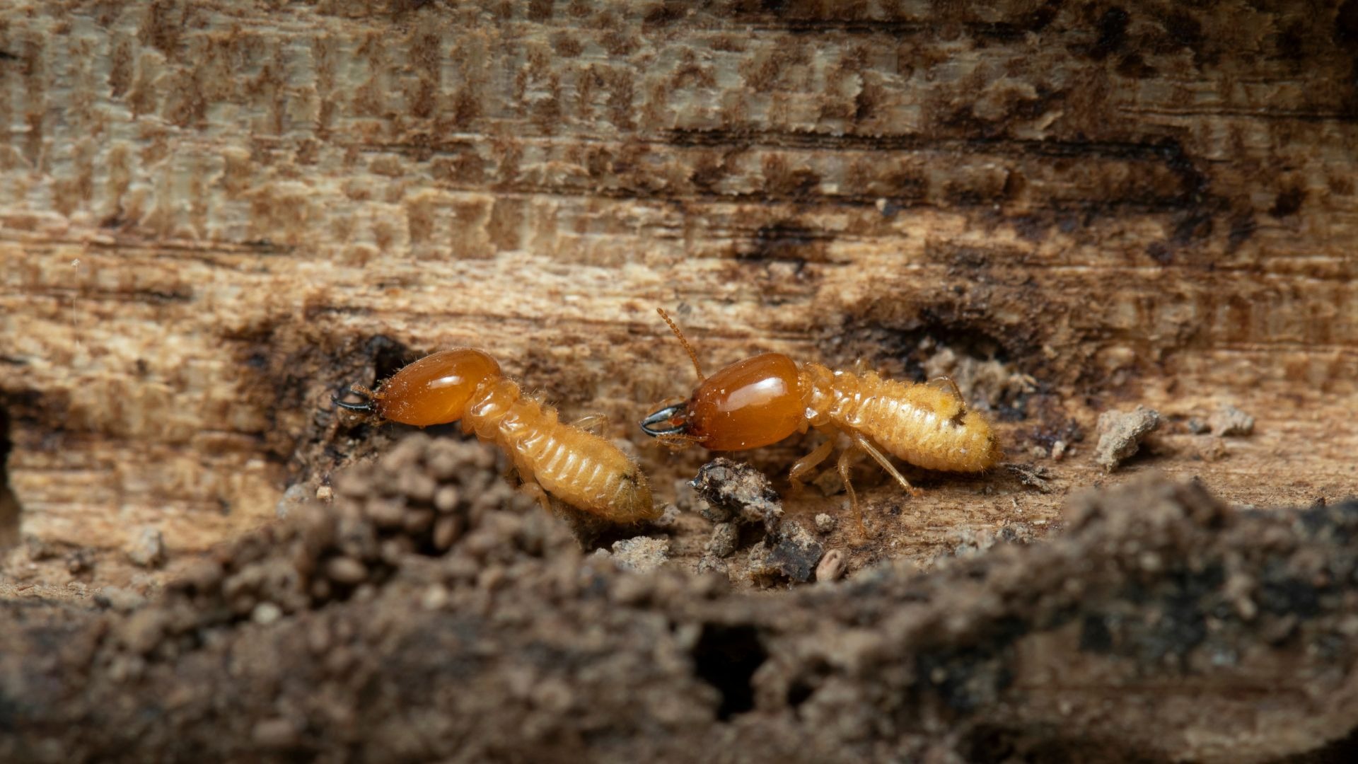 How Long Does Termite Treatment Last? Liquid, Bait, and Fumigation