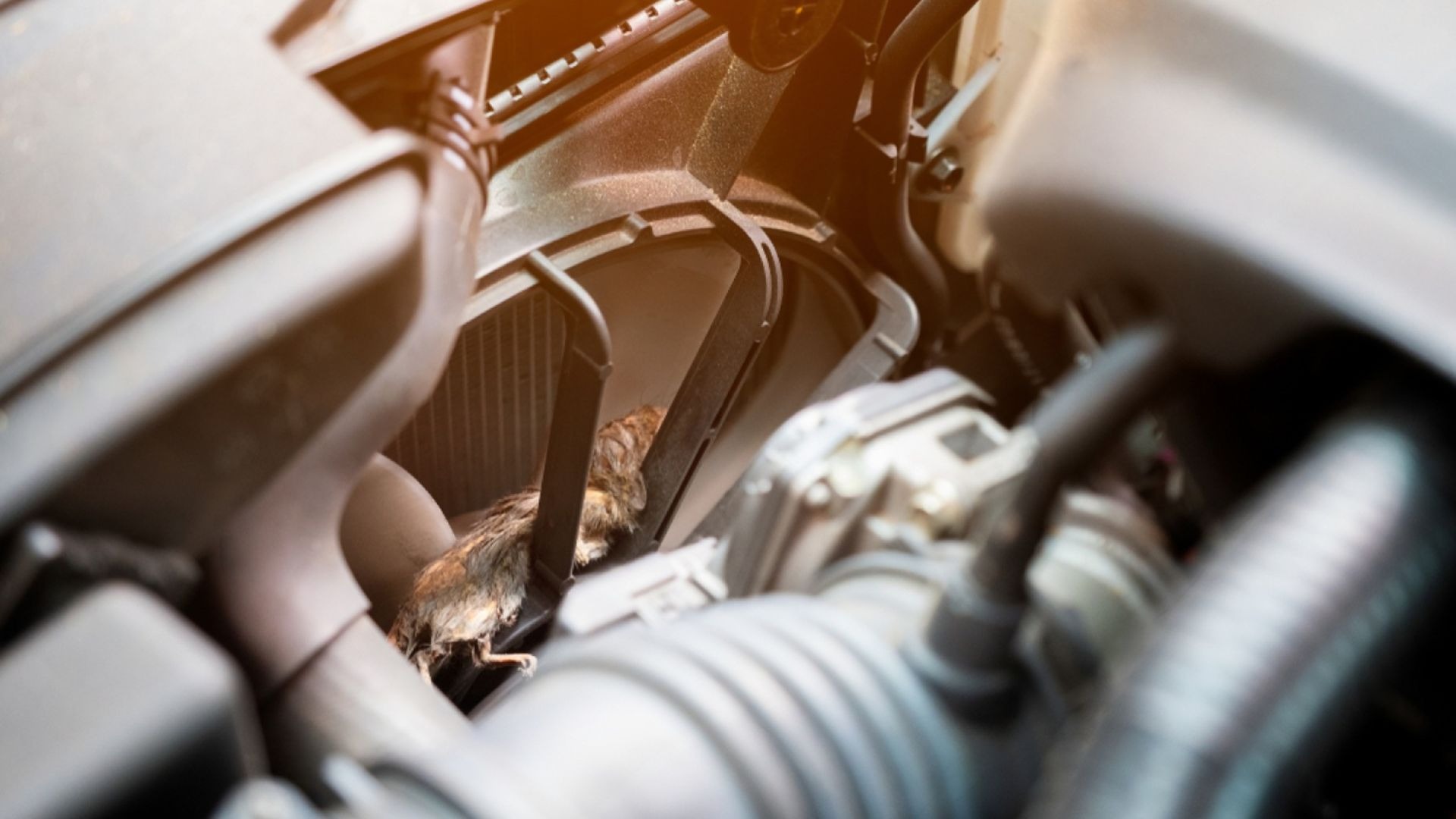 How to Keep Mice Out of Your Car Engine Compartment - 5 Easy Solutions ...