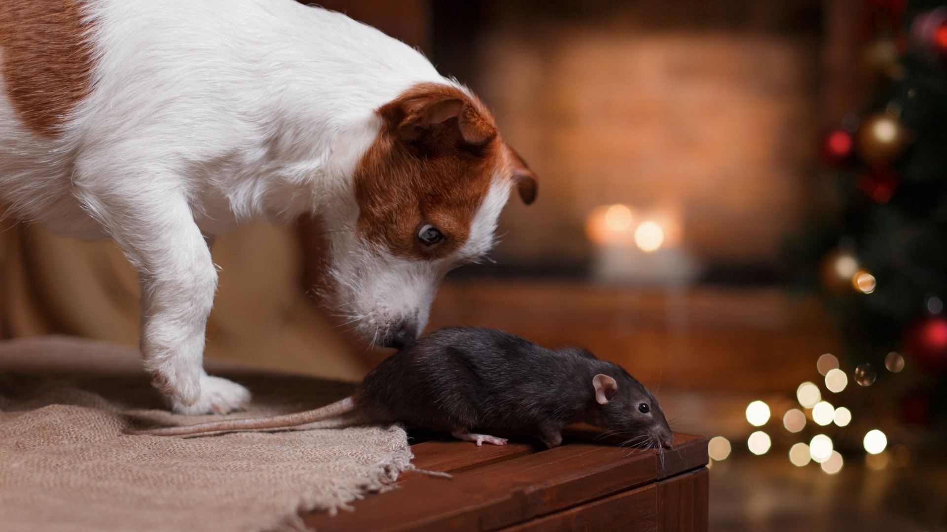Are Dogs Scared of Rats - Instincts, Risks, and Facts