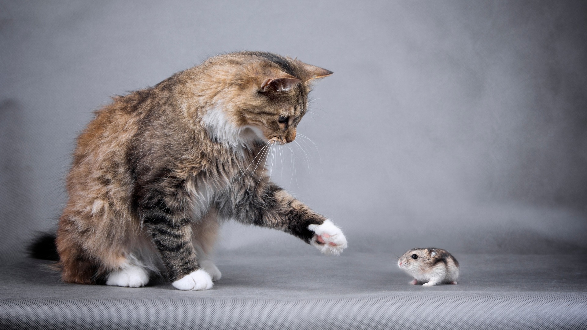 Can My Pets Help Scare Off Rodents? | BC Pest Control