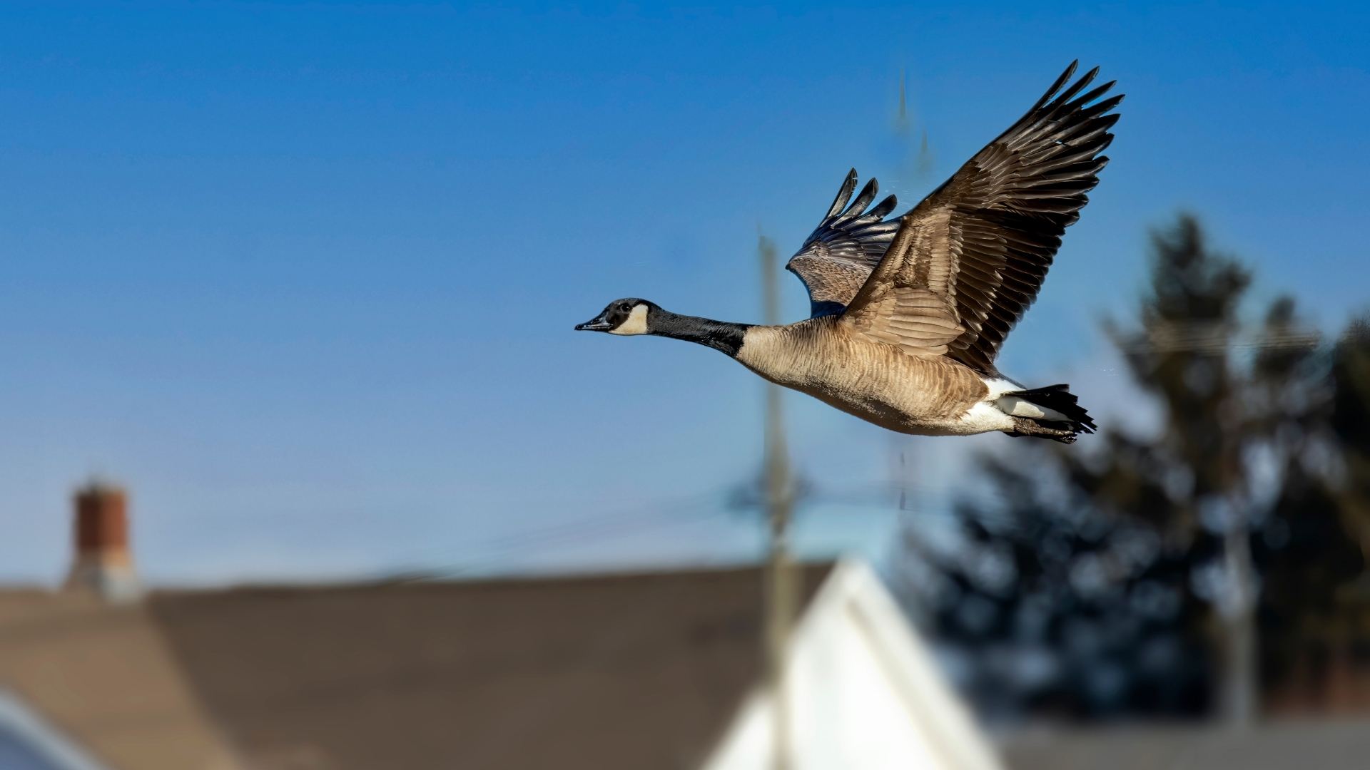 How to Get Rid of Geese in Your Yard - Humane & Effective Methods | BC ...