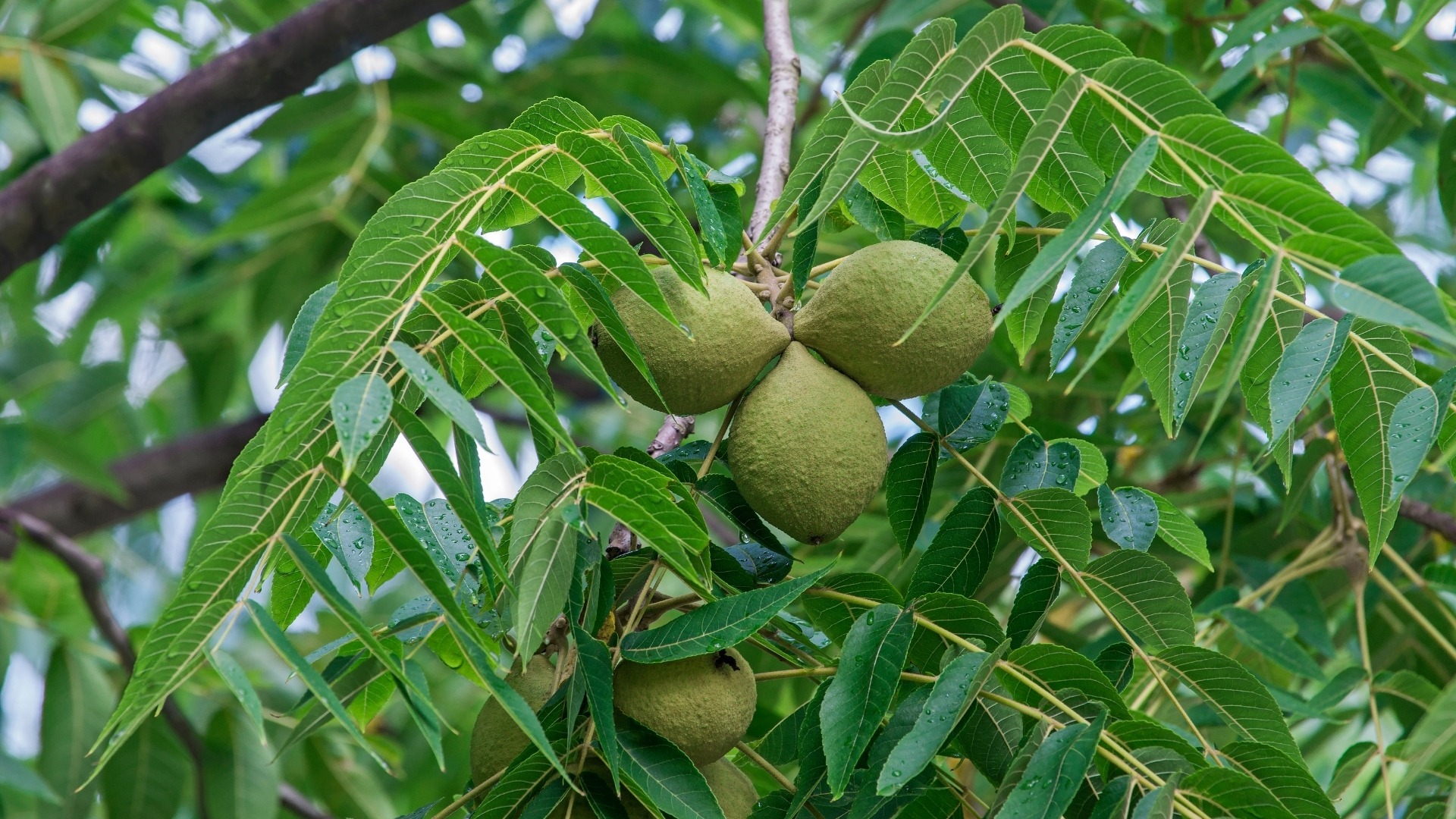 Do Deer Eat Black Walnuts? The Truth About Deer and Walnut Trees | BC ...