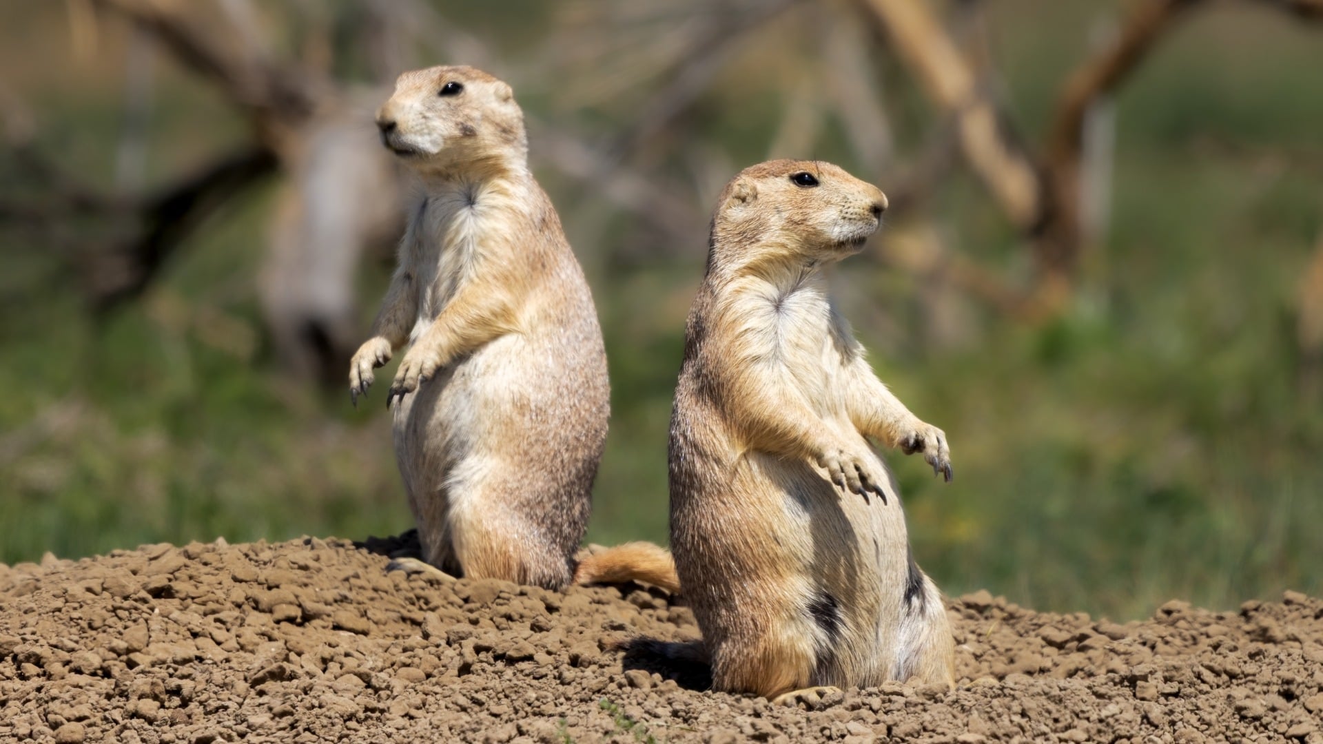 How to Get Rid of Gophers - 5 Effective Control Methods (Complete Guide ...